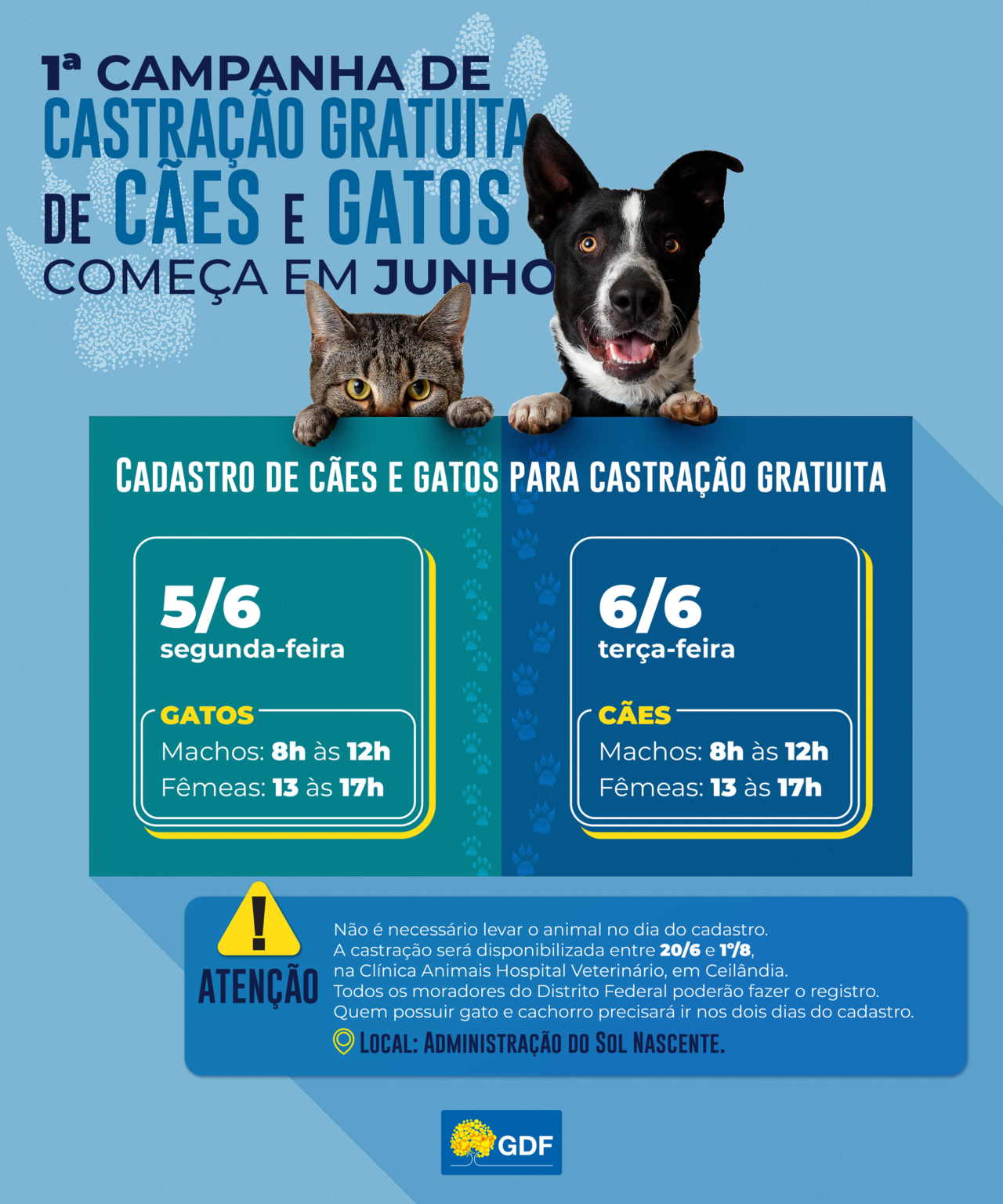 Campanha de castração gratuita de cães e gatos no DF começa em junho ...